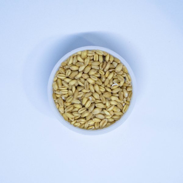 Unmalted Wheat Malt - iBrew Singapore Homebrewing Equipment